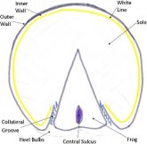 White Line Separation