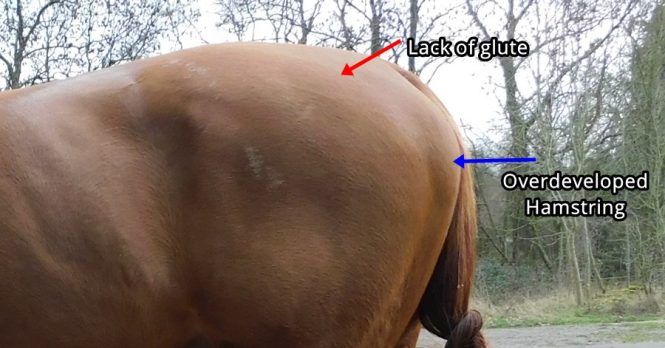 Transitioning Your Horse: Rest or Exercise for Great Hoof Health?