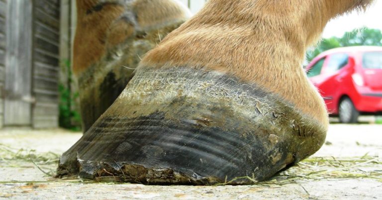 5 Essentials Every Horse Owner Needs To Know About Laminitis